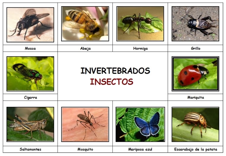 imagenes de animales insectos